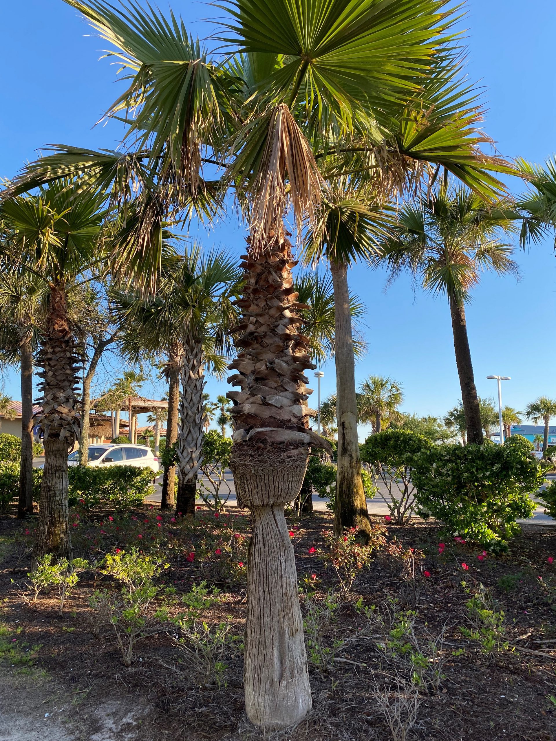Palm Care Gardening In The Panhandle