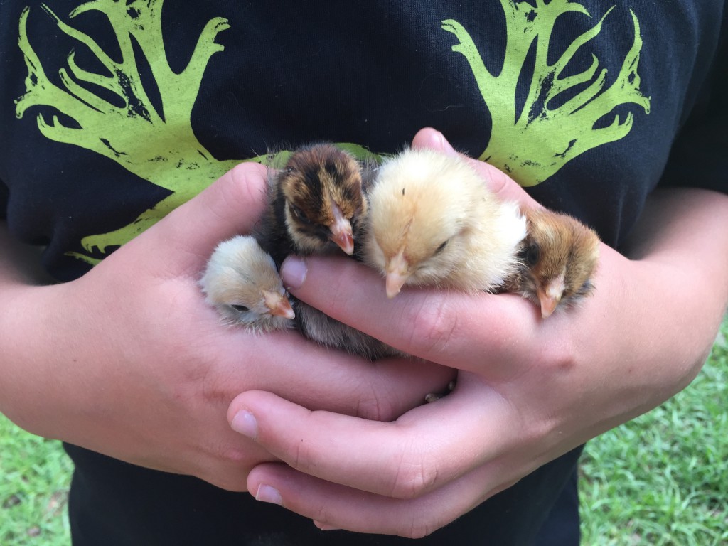 2019 4-H Chick Chain Project | 4-H in the Panhandle