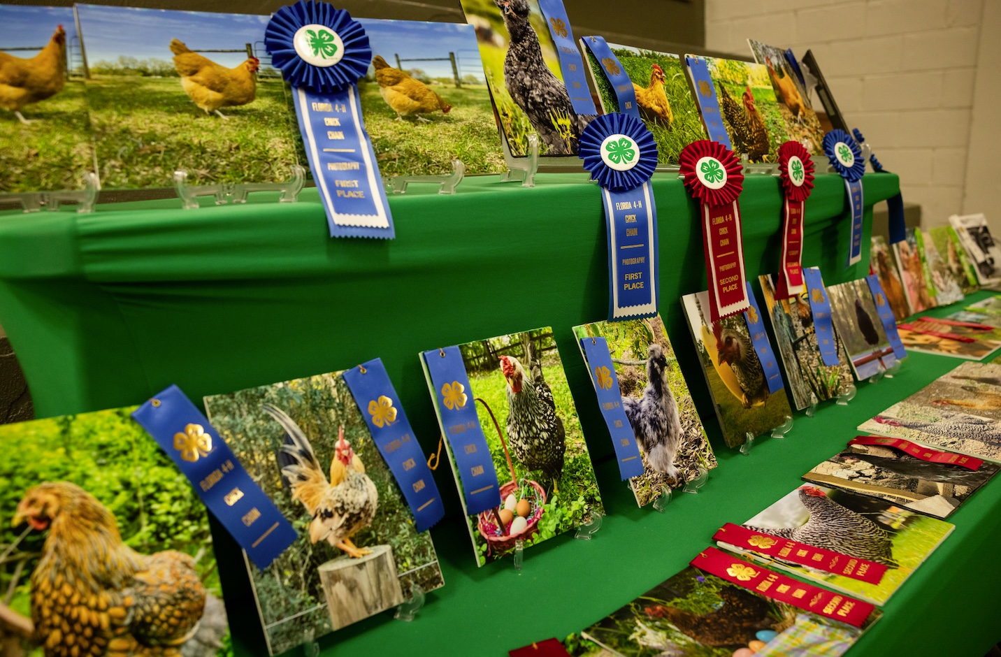 Blue Ribbon Photos and Posters | 4-H in the Panhandle