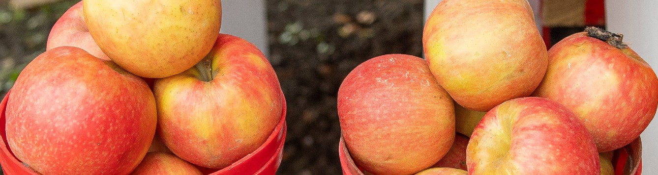 National Apple Month | Living Well in the Panhandle