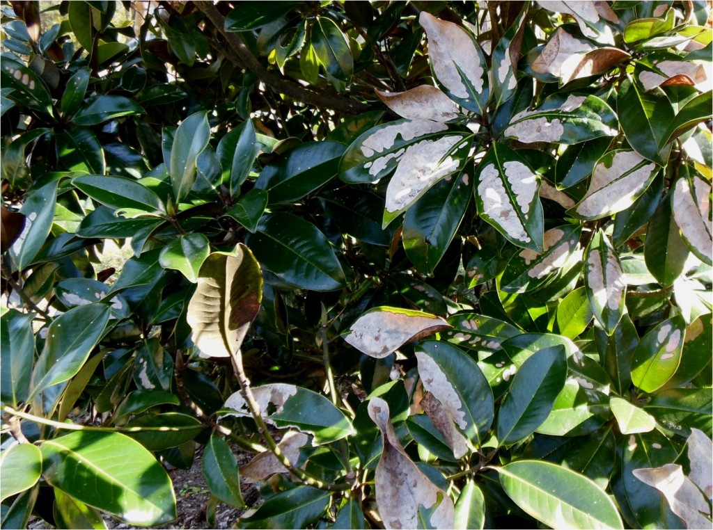What’s Killing My Magnolia Leaves? | Gardening in the Panhandle