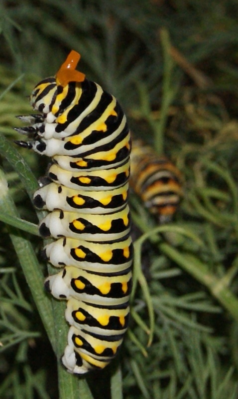 Look Out for Black Swallowtail Larvae in the Fall Herb Garden ...