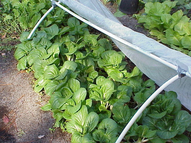 Protect Tender Vegetables From Coming Freezing Temperatures | Gardening ...
