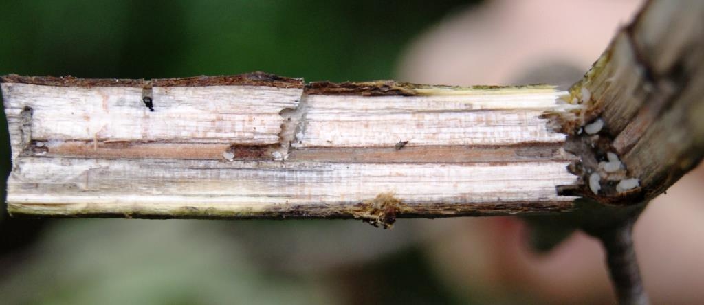 Black Twig Borers in Local Trees | Gardening in the Panhandle