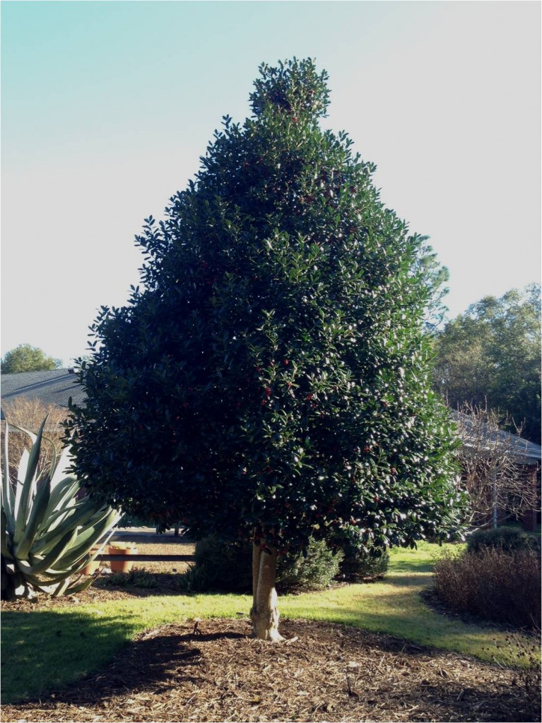 Plant a Tree to Celebrate Arbor Day! | Gardening in the Panhandle