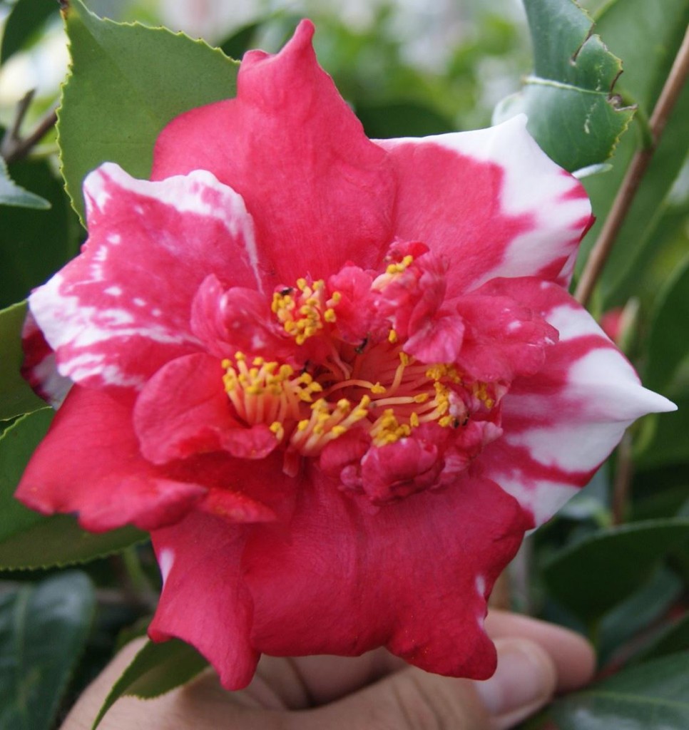 Camellias: Color Through the Cold | Gardening in the Panhandle