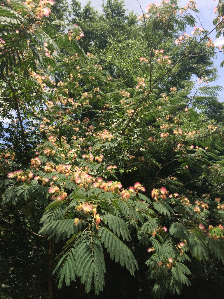 A Lovely but Troublesome Tree | Gardening in the Panhandle