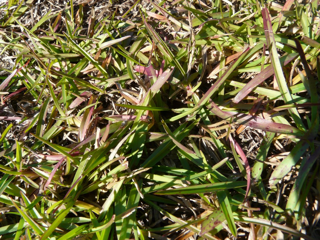 Plants change with the season | Gardening in the Panhandle