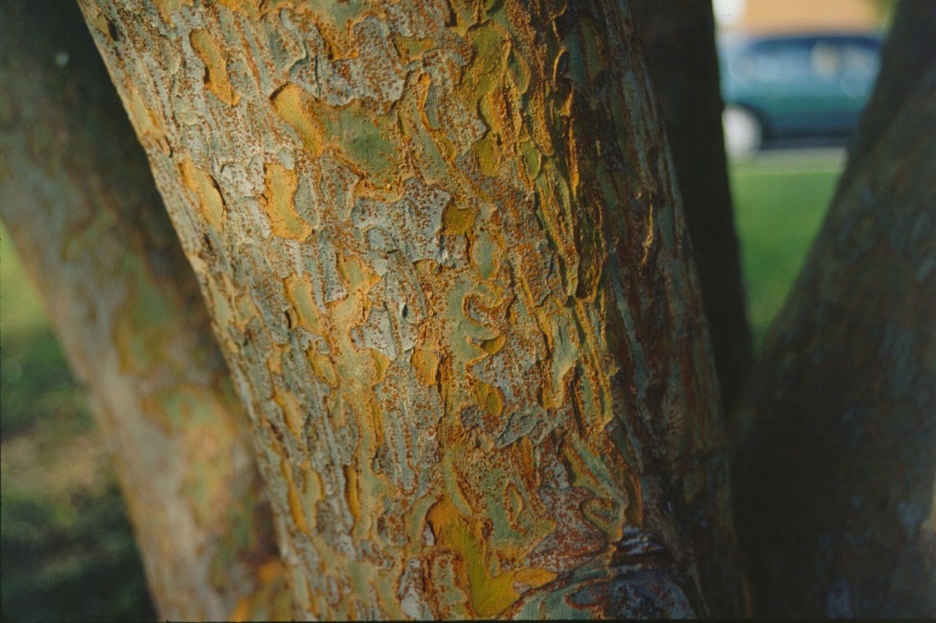 Trees with Winter Appeal | Gardening in the Panhandle