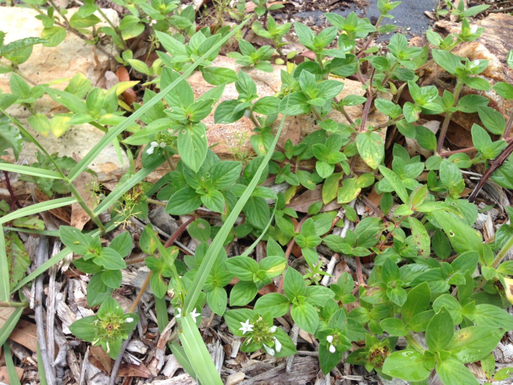 Now is the Time to Prevent Summer Weeds! | Gardening in the Panhandle