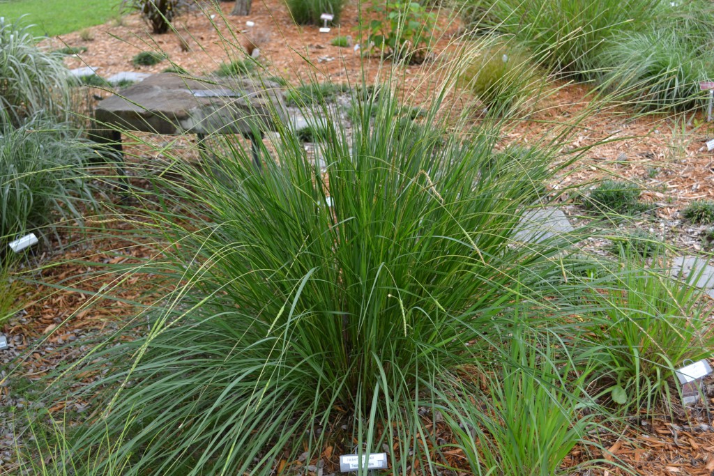 Gamma Grass | Gardening in the Panhandle