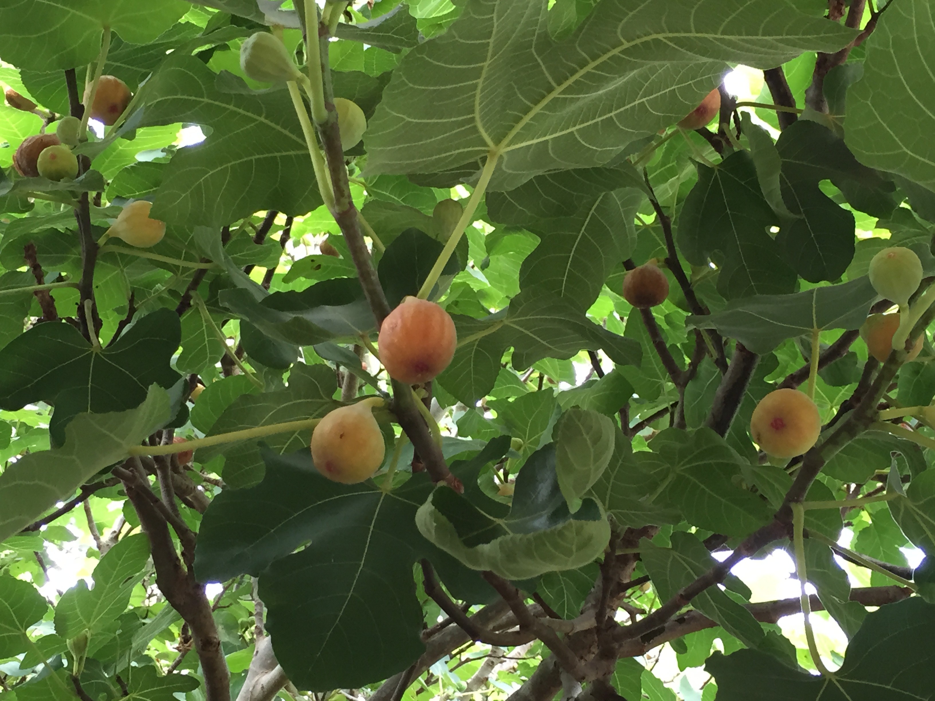 Figs In The Summertime Gardening In The Panhandle