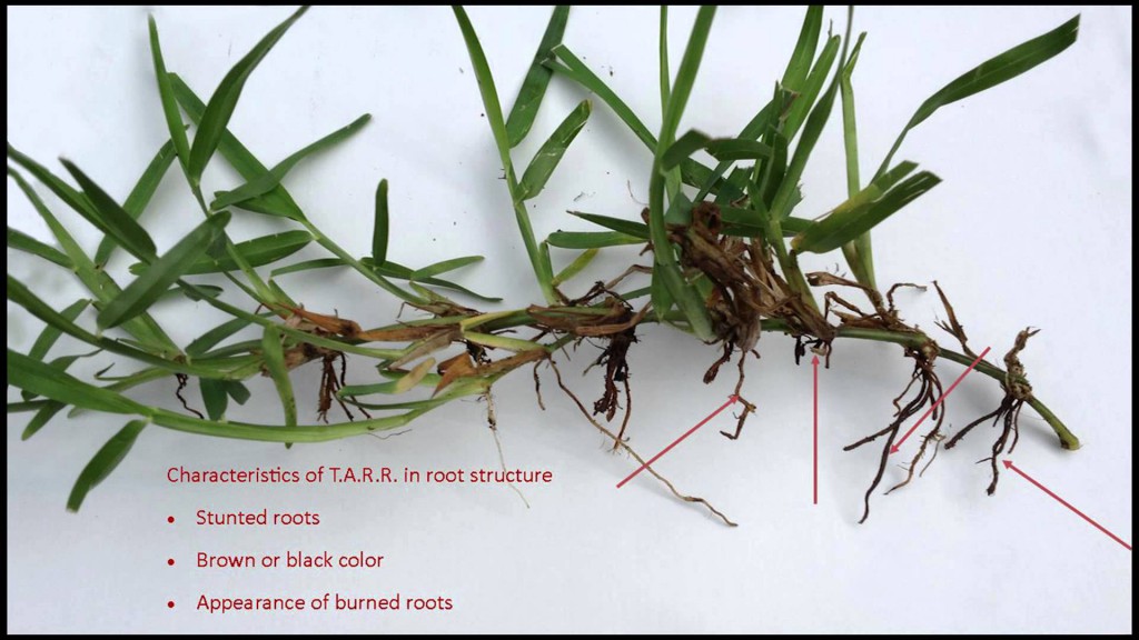 Why Is My Grass Dying Again? | Gardening in the Panhandle