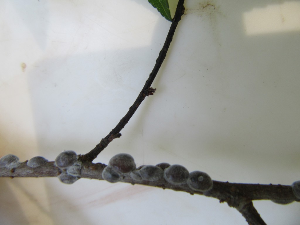 Tipping the Scales | Gardening in the Panhandle