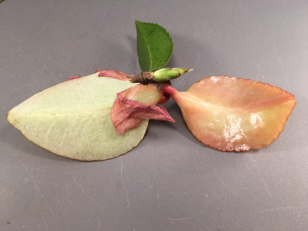 What’s Wrong with My Camellia Leaves? | Gardening in the Panhandle