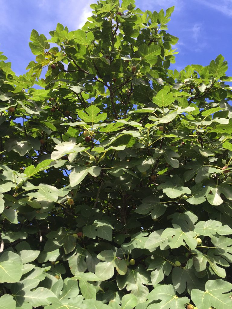 Summertime figs | Gardening in the Panhandle