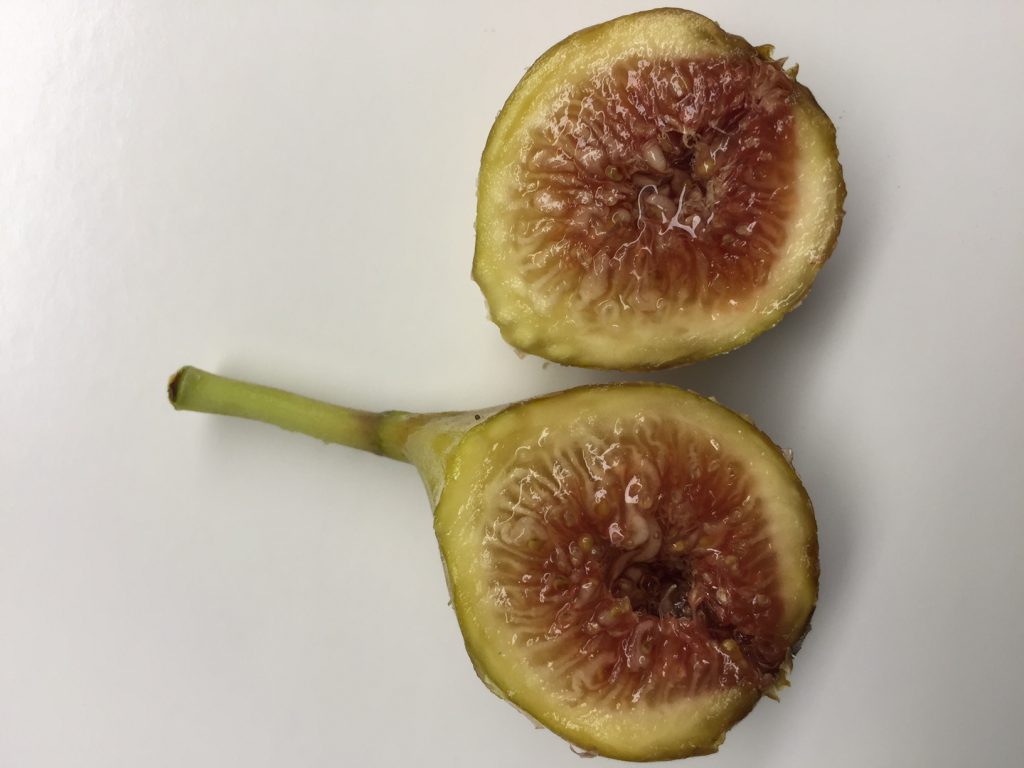 Summertime figs | Gardening in the Panhandle