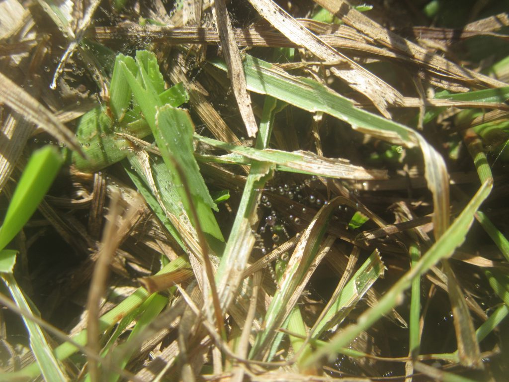 Sod Webworms May Soon Be in a Yard Near You! | Gardening in the Panhandle