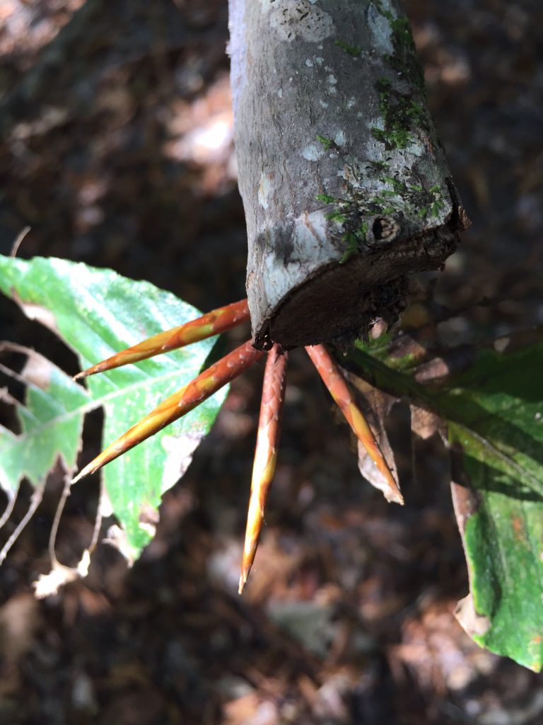American Beech–an American Beauty | Gardening in the Panhandle