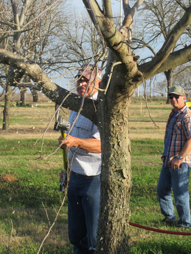 Large Limb Removal Tips | Gardening in the Panhandle