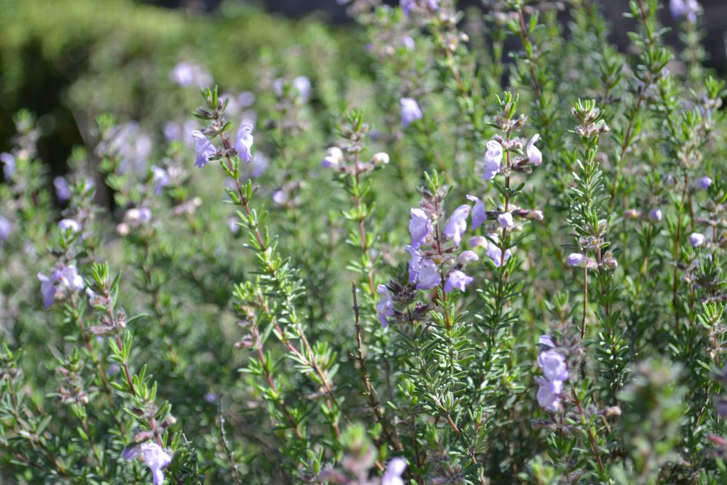 Native Shrub Option for Sandy Soils | Gardening in the Panhandle