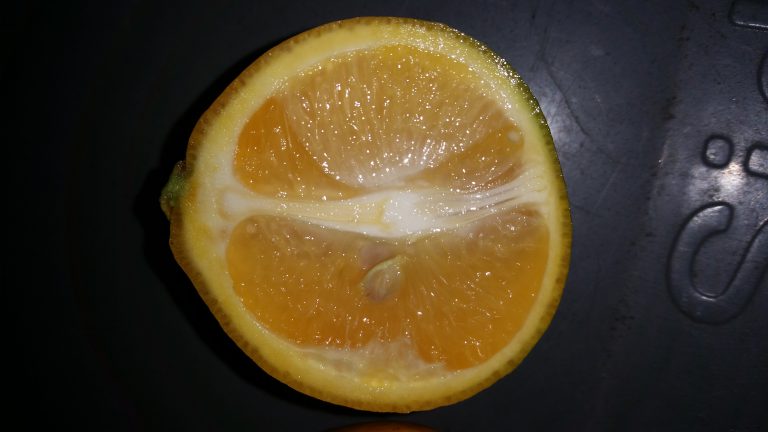 Citrus Greening (HLB) A Troublesome Bacterial Pathogen | Gardening in ...