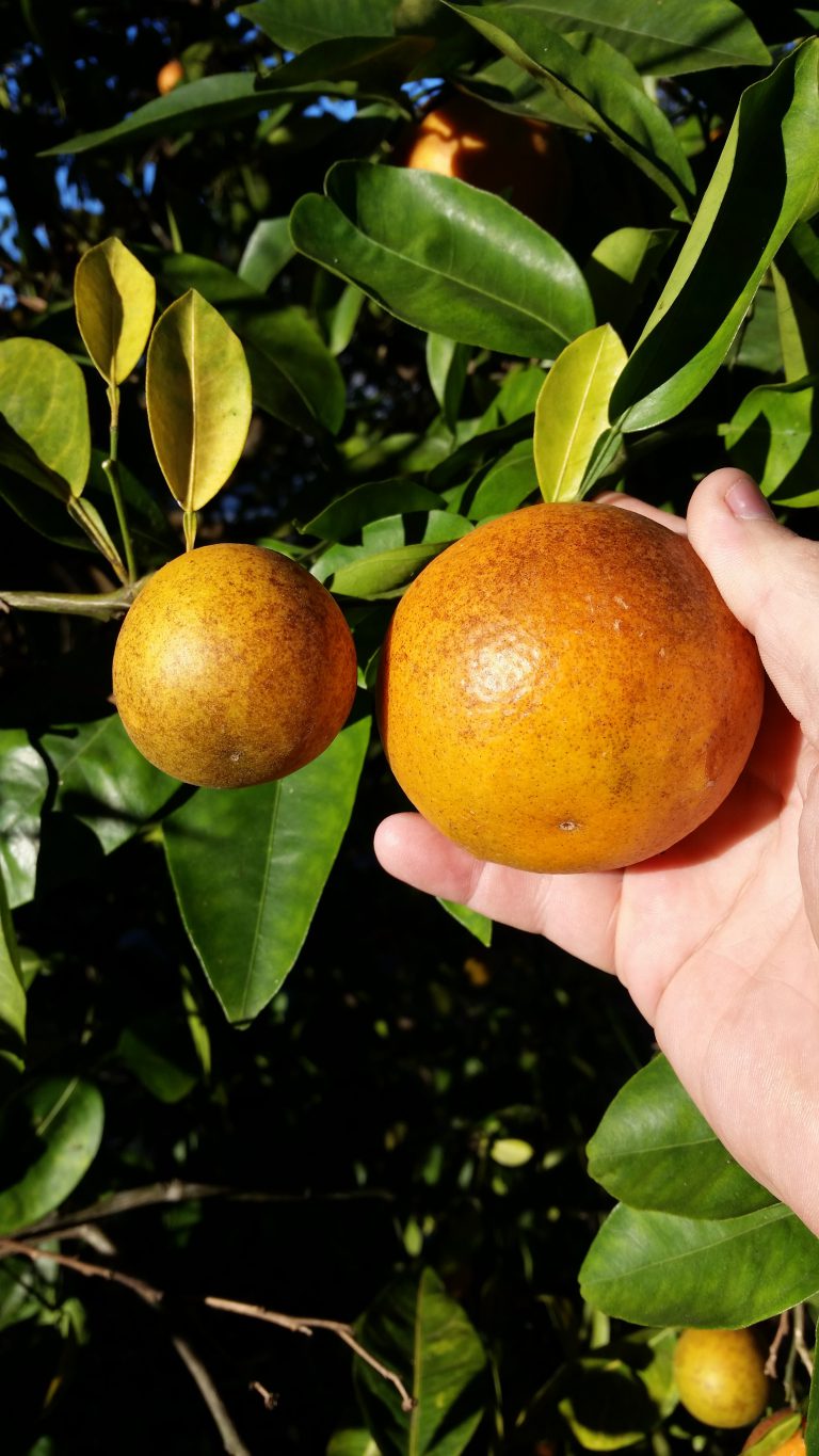 Citrus Greening (HLB) A Troublesome Bacterial Pathogen | Gardening in ...