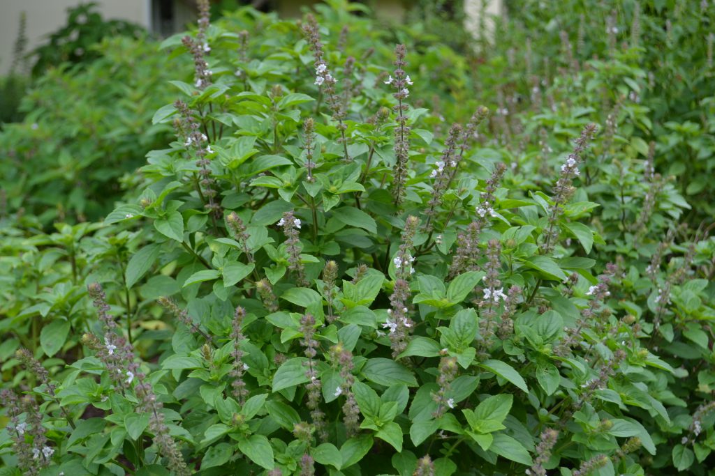 African Blue Basil: A Pollinator Favorite | Gardening in the Panhandle