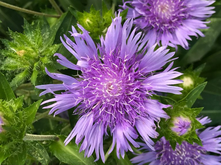 Florida Natives: Stokes’ Aster | Gardening in the Panhandle