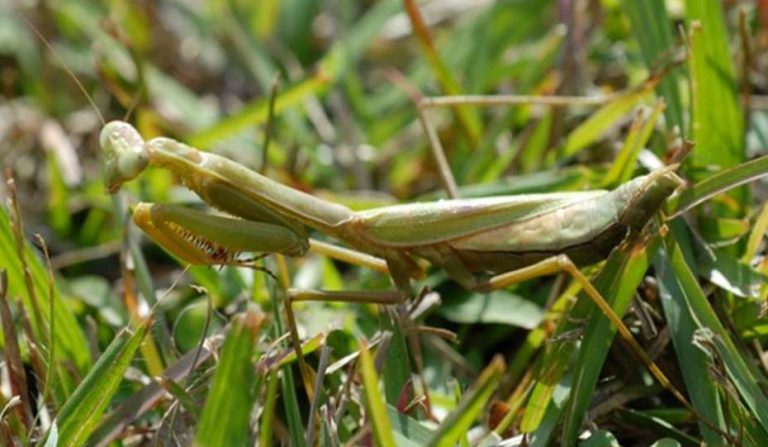 The Predatory Praying Mantis | Gardening in the Panhandle