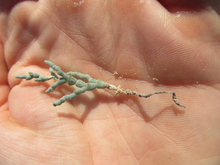 Pickleweed – A Novelty Plant | Gardening in the Panhandle