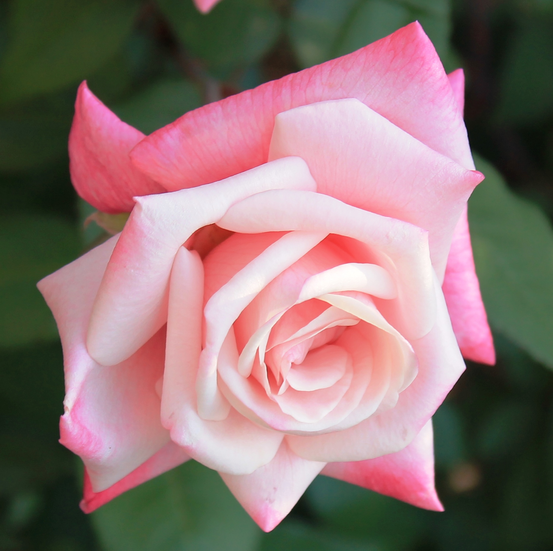 Northwest Florida Rose Symposium Saturday September 16 2017