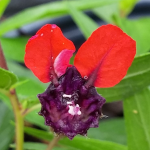 Plant Cupheas for Summer Flowers, Hummingbirds, and More | Gardening in ...