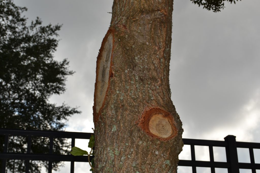 Arborists Help Maintain Healthy Trees | Gardening in the Panhandle