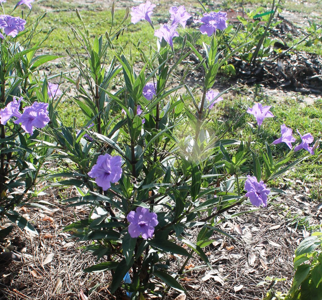 An Alternative to Invasive Ruellia | Gardening in the Panhandle
