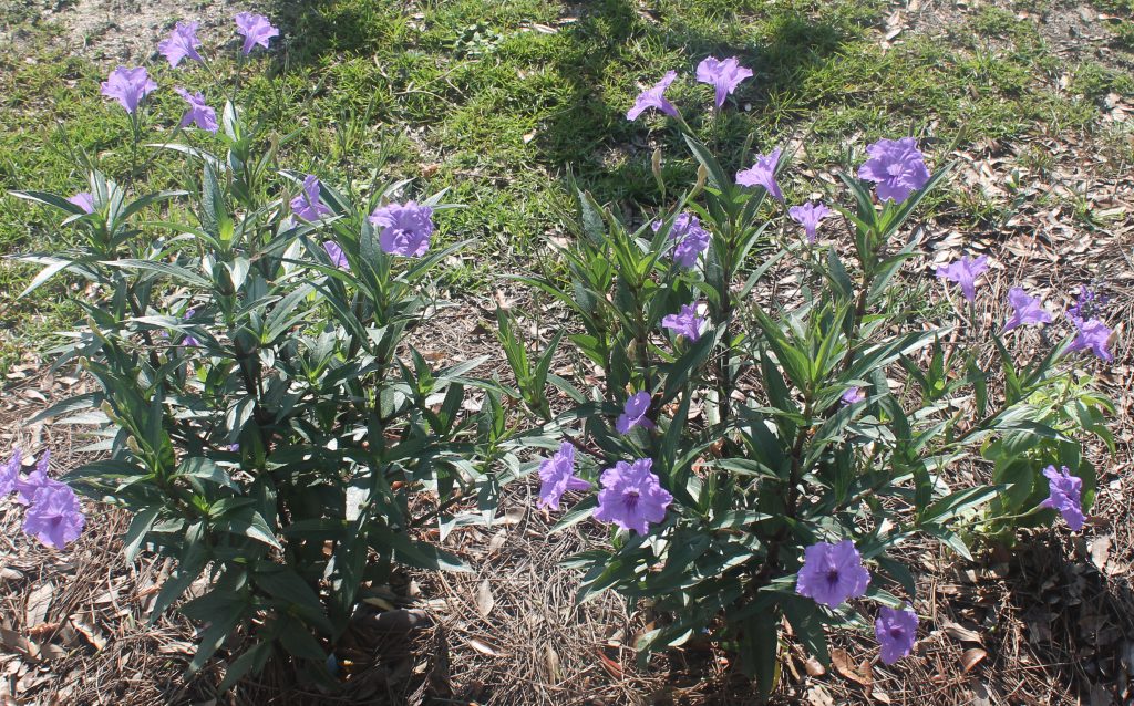 An Alternative to Invasive Ruellia | Gardening in the Panhandle
