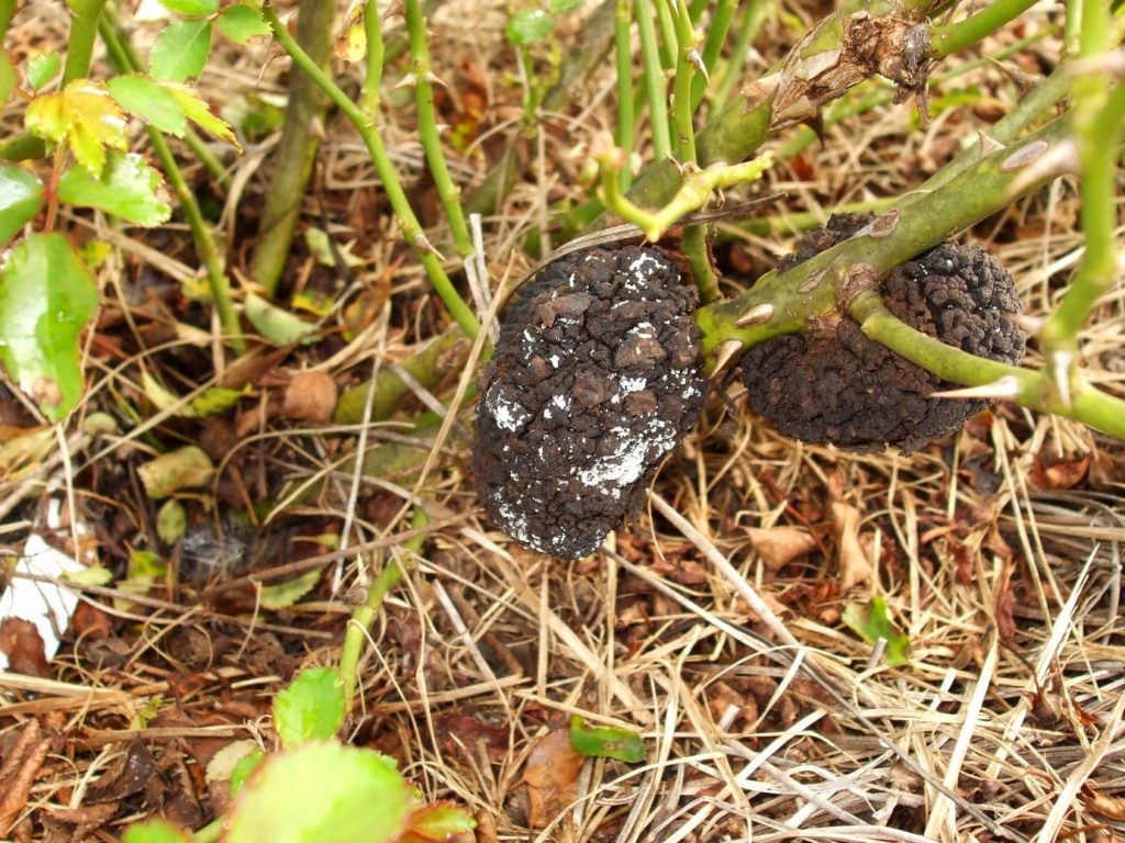Be on the Lookout for Rose Crown Gall | Gardening in the Panhandle