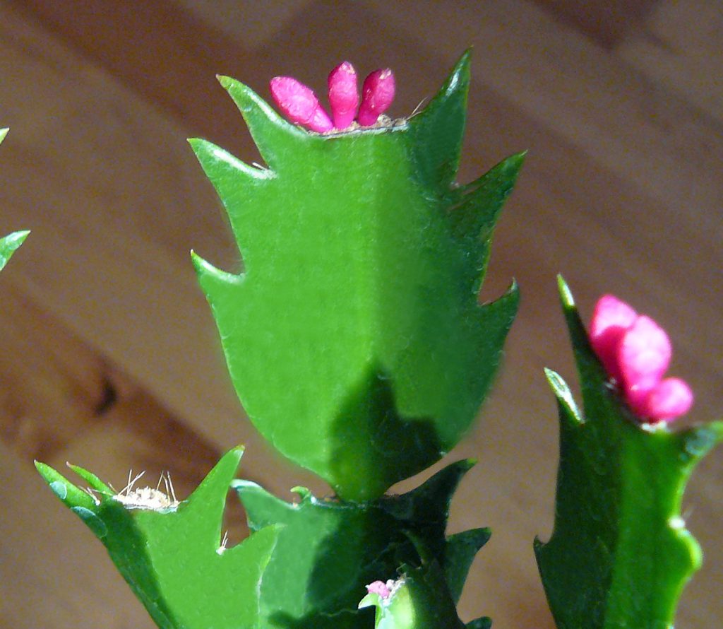 Name That Holiday Cactus | Gardening in the Panhandle