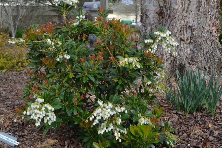 Plan to Enhance Your Shade | Gardening in the Panhandle