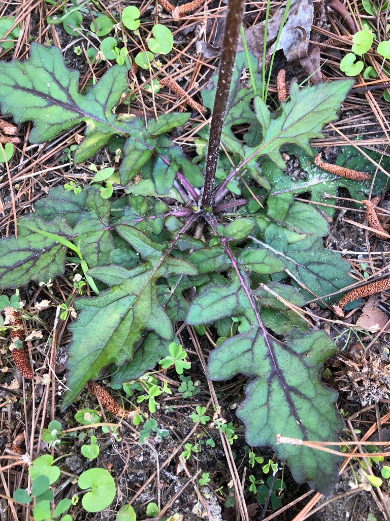 Florida Wildflowers: Lyreleaf Sage | Gardening in the Panhandle