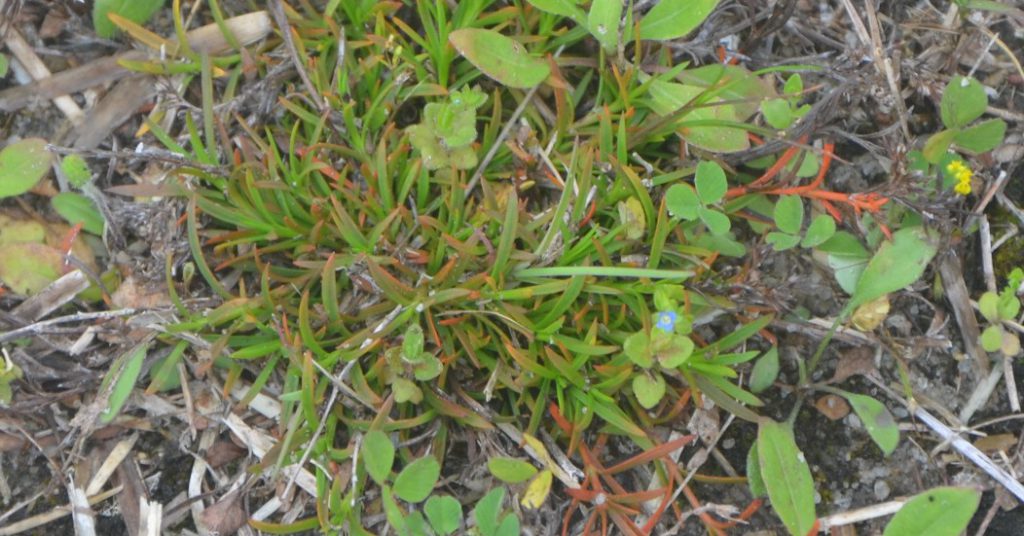 Lookout for Early Spring Weeds | Gardening in the Panhandle