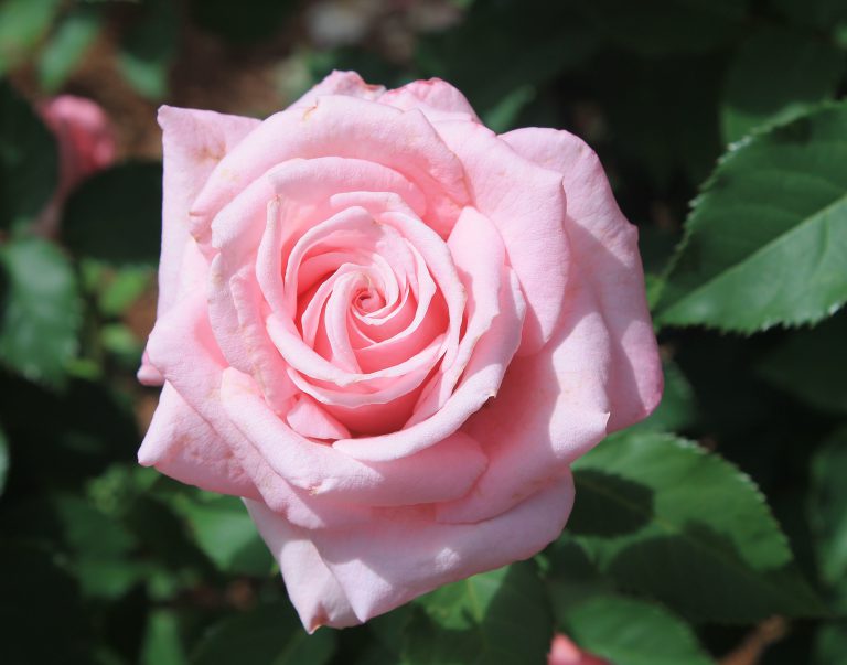 Unique Roses for Northwest Florida and Beyond | Gardening in the Panhandle