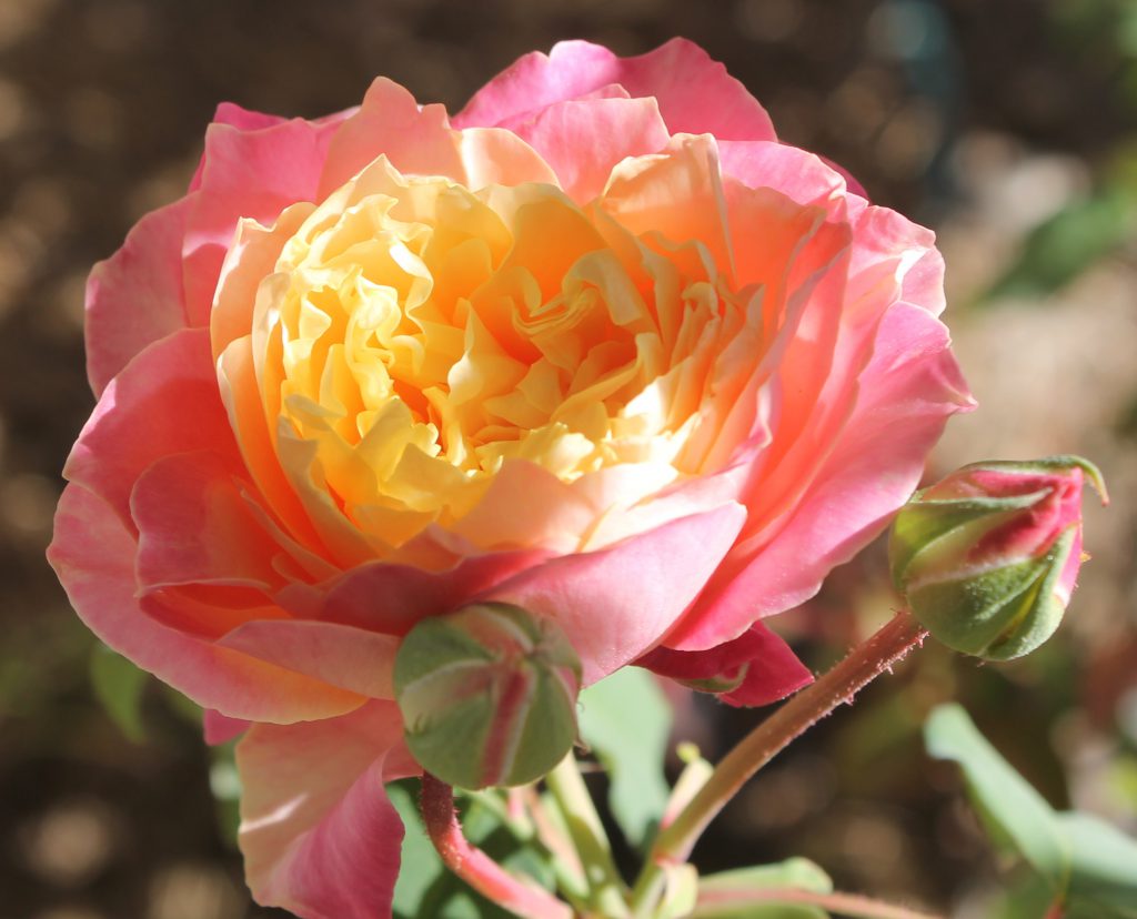 Unique Roses for Northwest Florida and Beyond | Gardening in the Panhandle