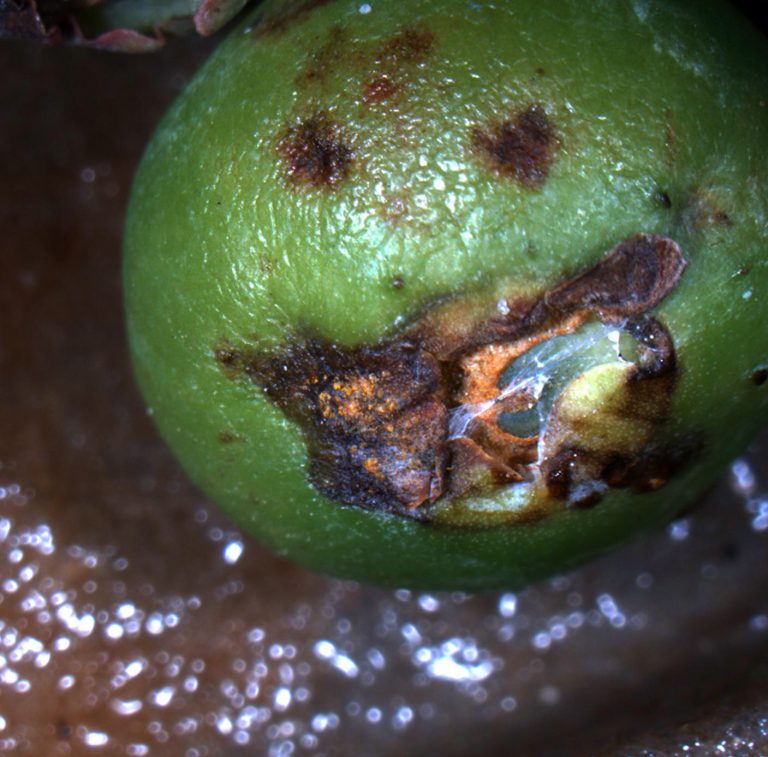 How Did I Get Rust On My Blueberries? | Gardening in the Panhandle