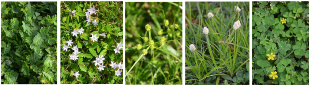 Florida Pusley | Gardening in the Panhandle