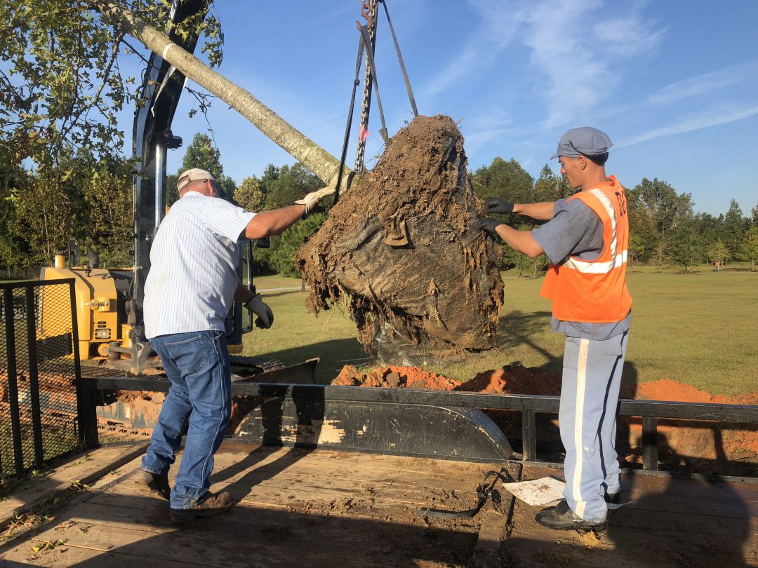 How to Plant a Tree Correctly | Gardening in the Panhandle