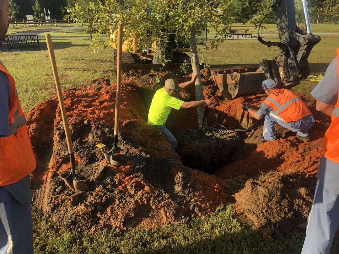 How to Plant a Tree Correctly | Gardening in the Panhandle