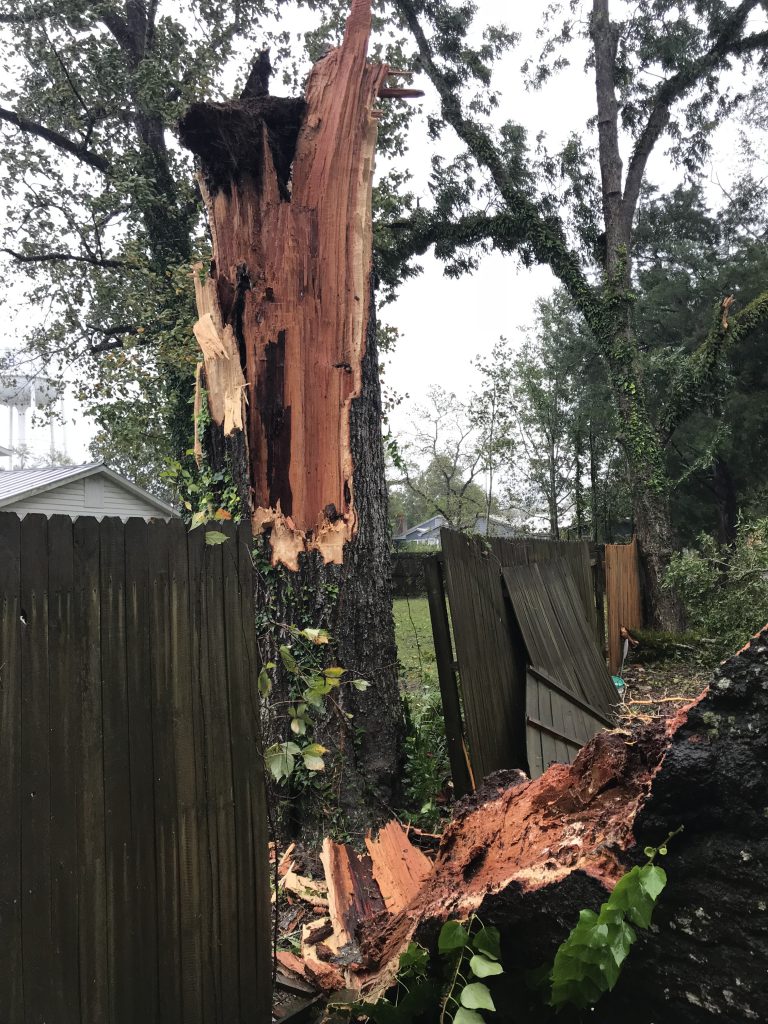 Post Hurricane Landscape Care: Replant Smartly with Hurricane Resistant ...