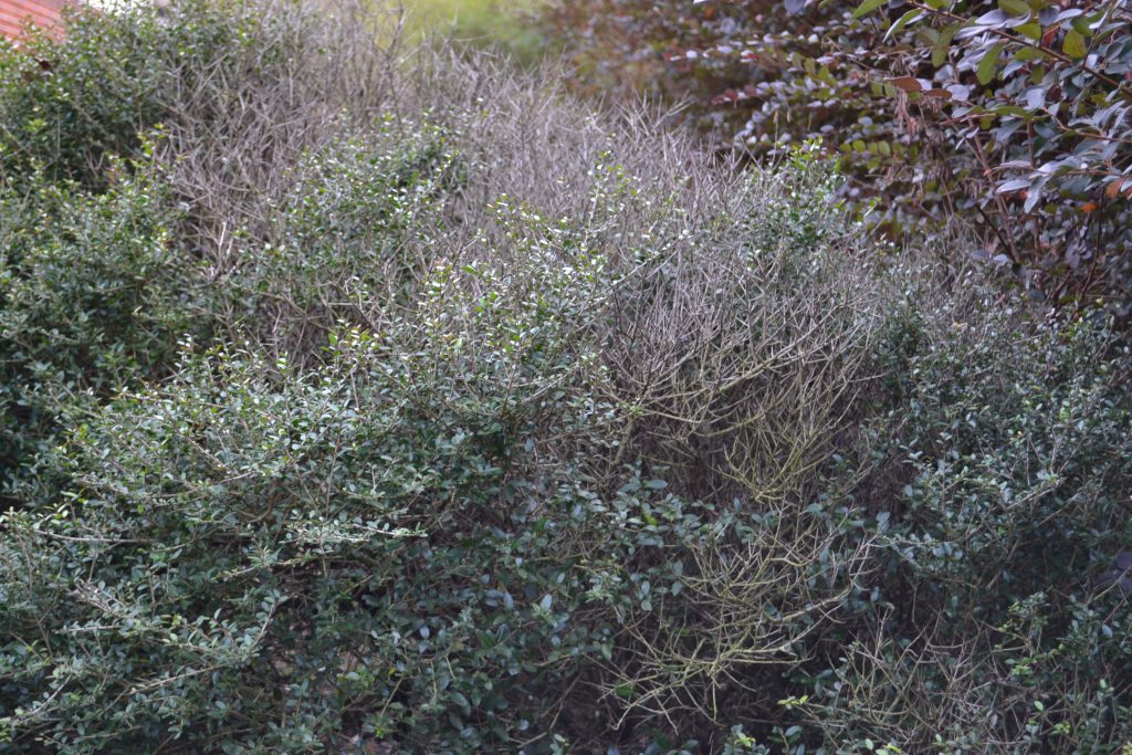 Saying Goodbye to a Shrub | Gardening in the Panhandle