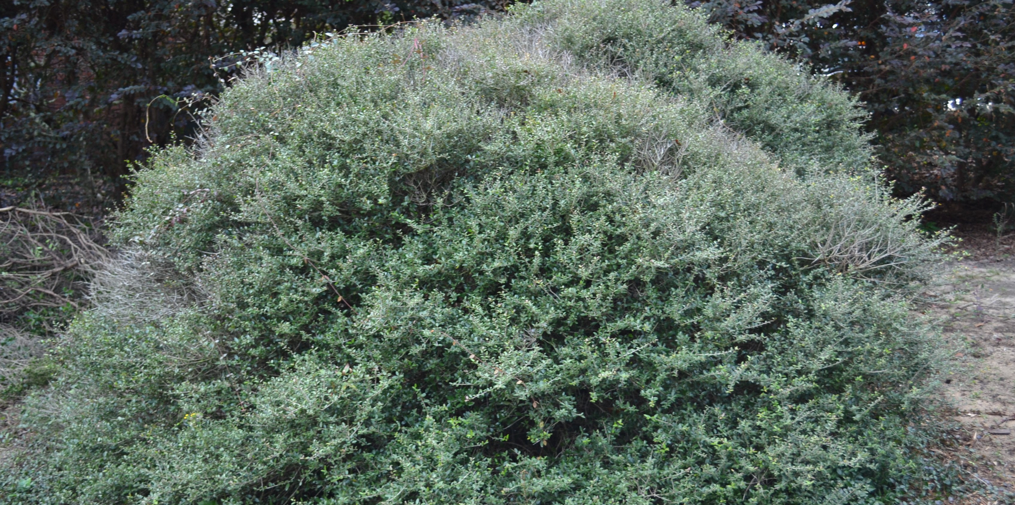 Saying Goodbye to a Shrub | Gardening in the Panhandle